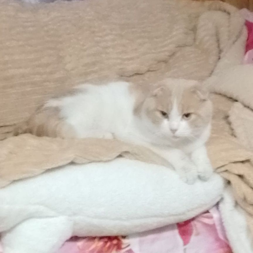 Шотландский вислоухий короткошёрстный кот, взрослый