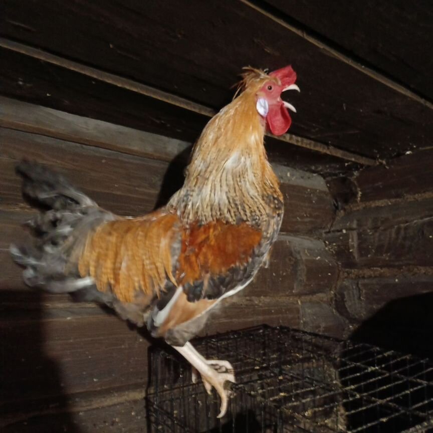 Петухи домашние