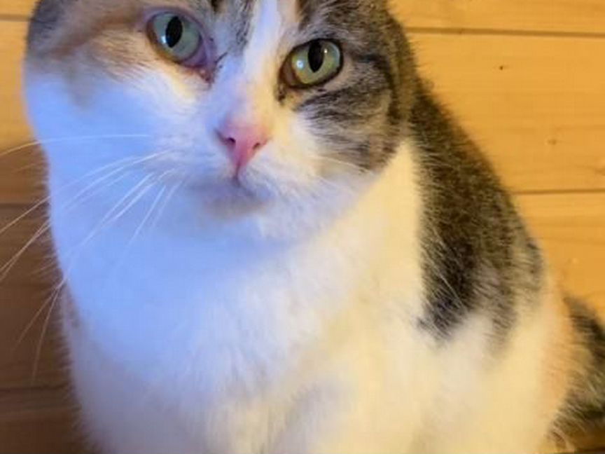 Кошка в дар