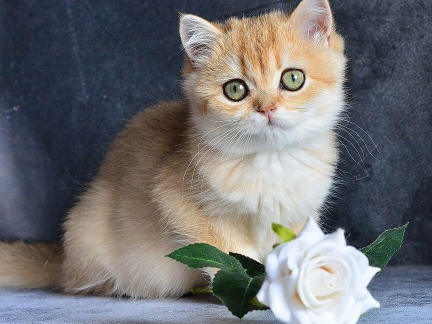 Британский котенок золотая шиншилла девочка