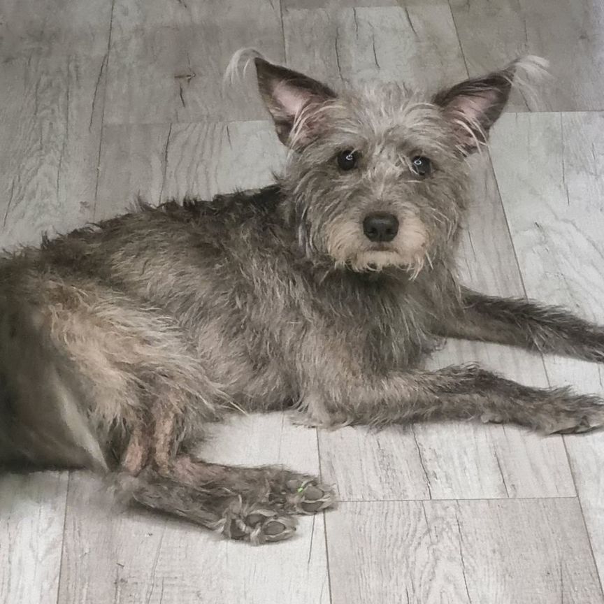 Перуанская голая собака, взрослый