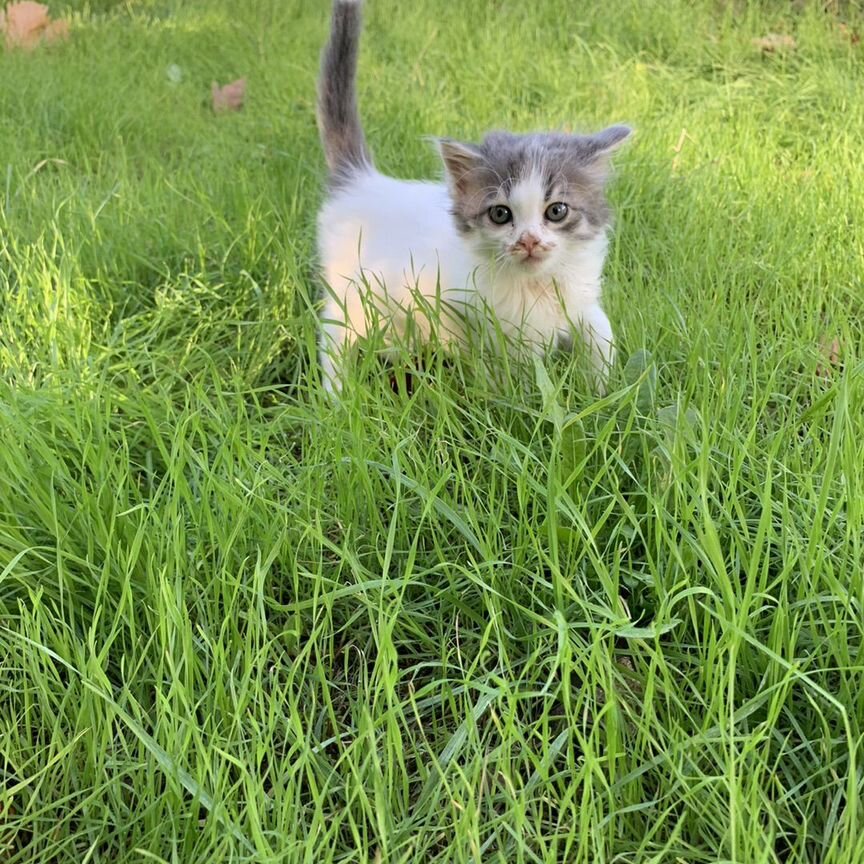 Отдам бесплатно