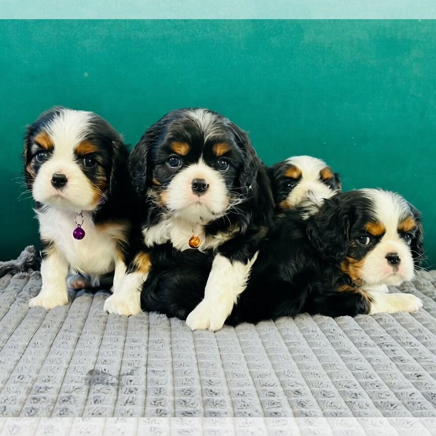 Кавалер кинг-чарльз-спаниель, щенок