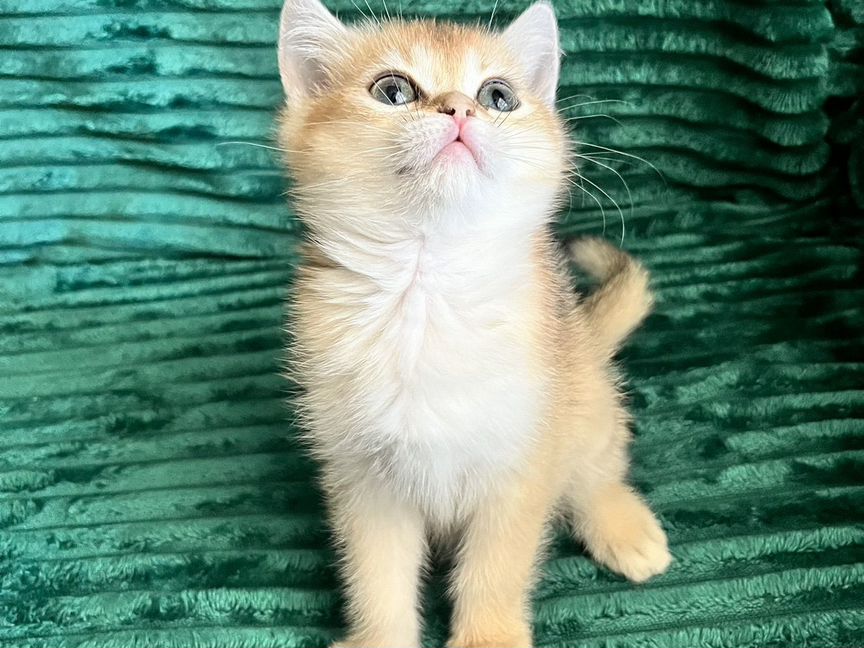 Британская золотая шиншилла кошечка
