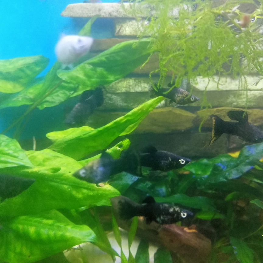 Рыбки молинезии