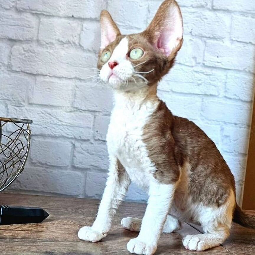 Девон-рекс котёнок