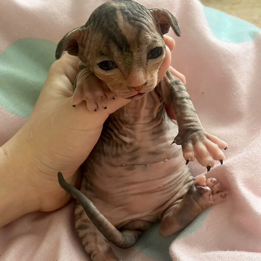 Сфинкс девочка котенок