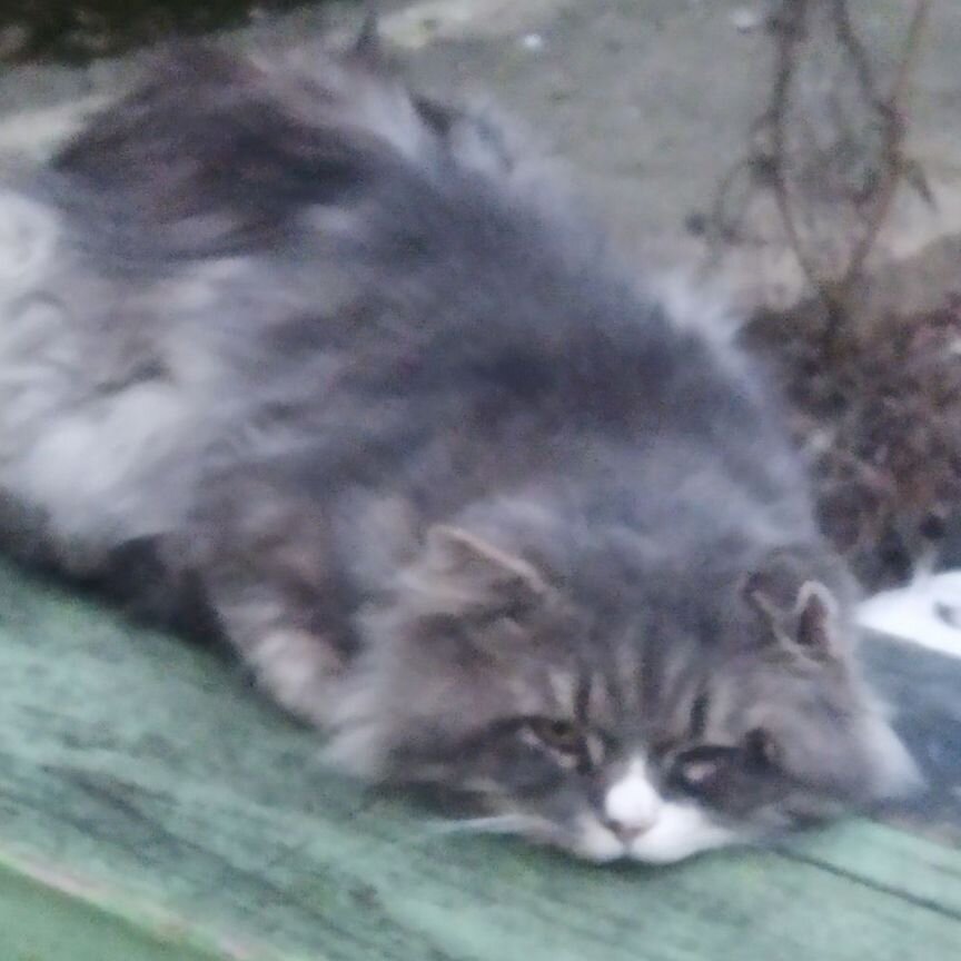 Взрослый кот в добрые руки