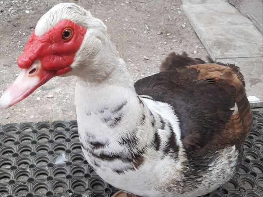 Селезень индоутки. Обмен