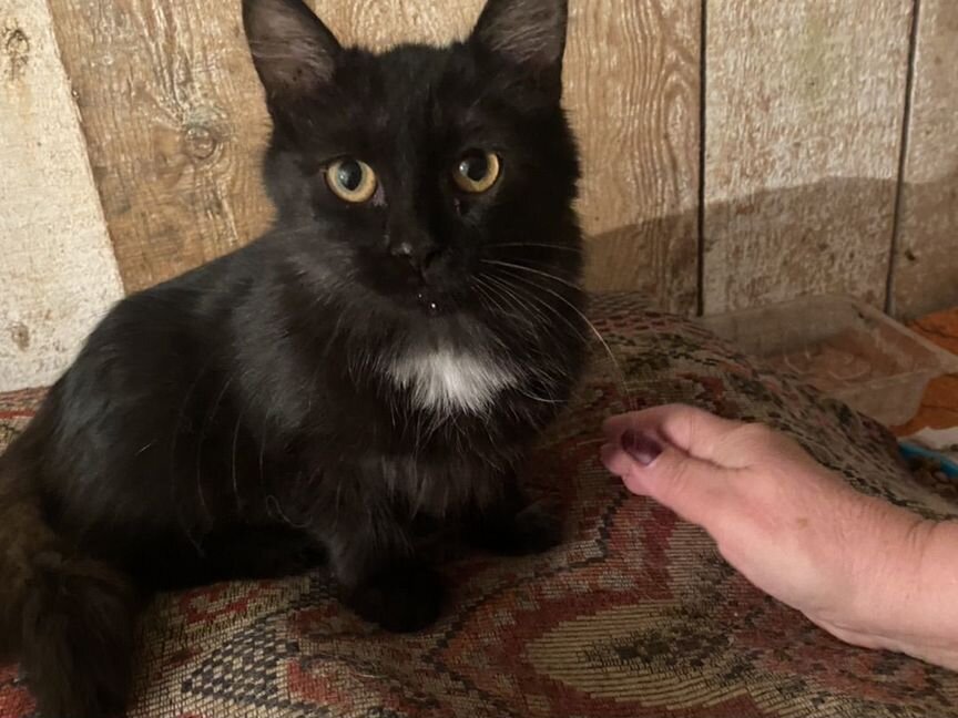 Кот