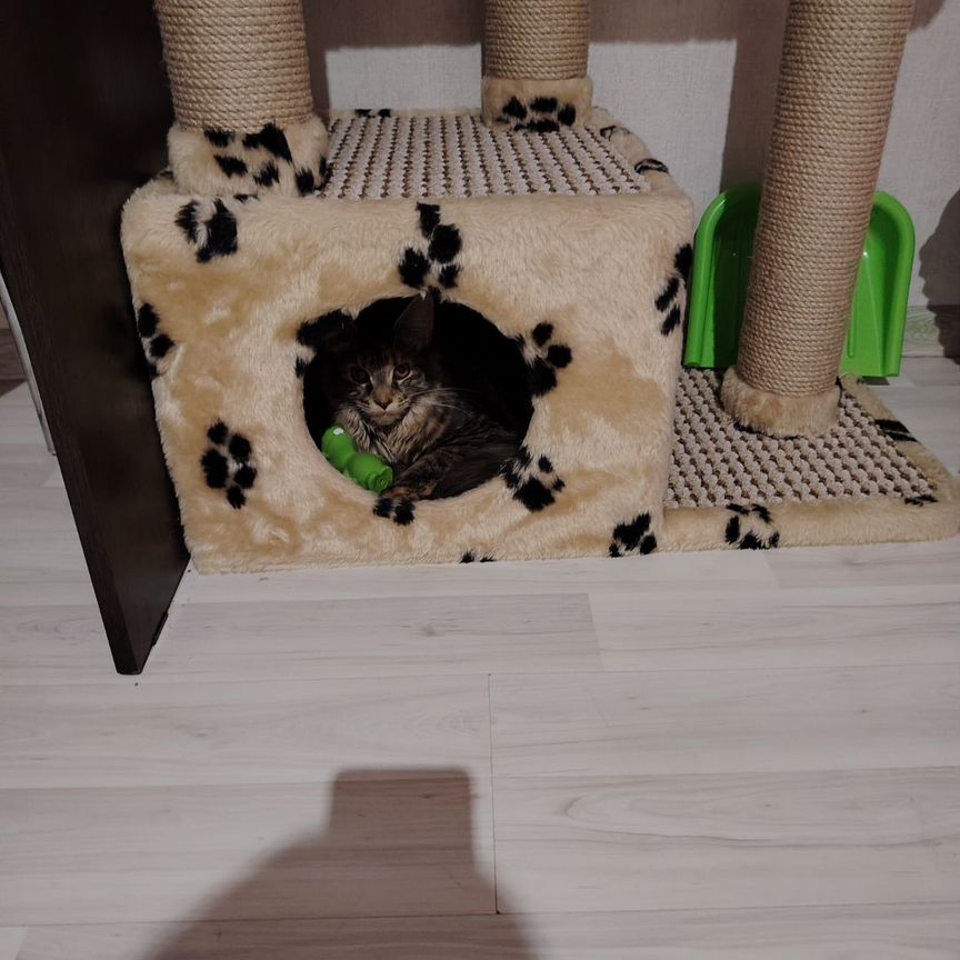 Когтеточка и кошечка мейкун