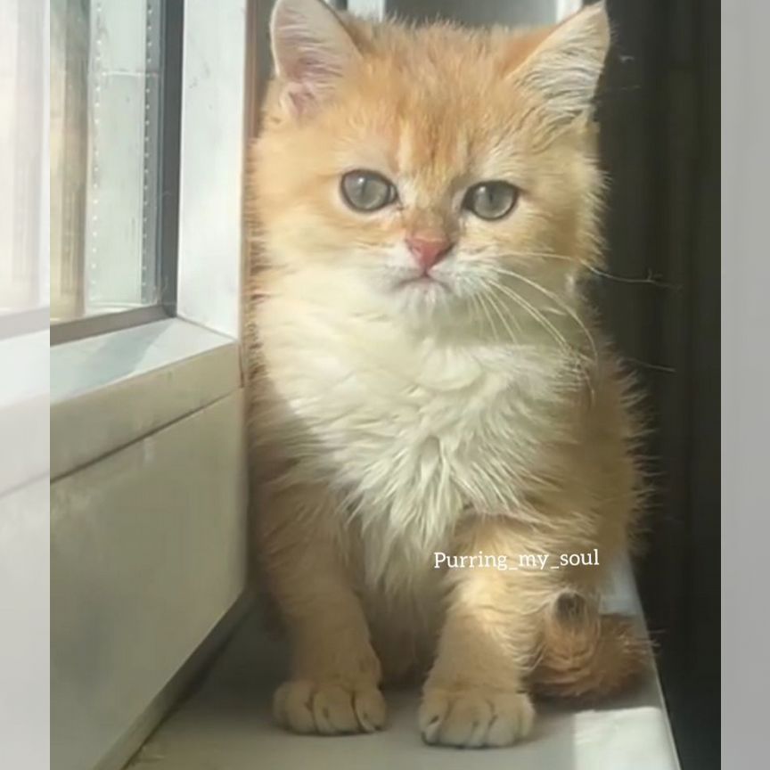 Британский короткошёрстный котёнок