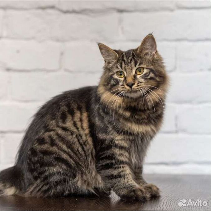 Кот курильский бобтейл готовый производитель