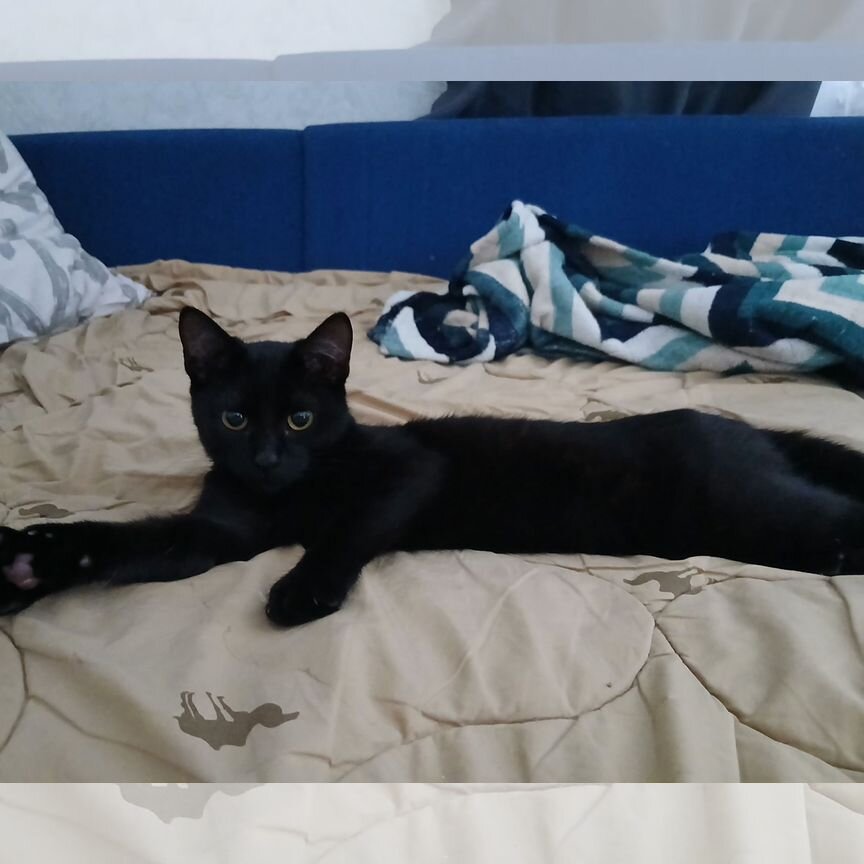 Котик девочка 6 месяцев