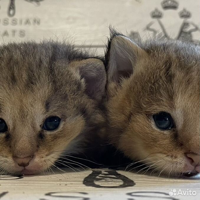 Котята Чаузи Ф1 85 процентов