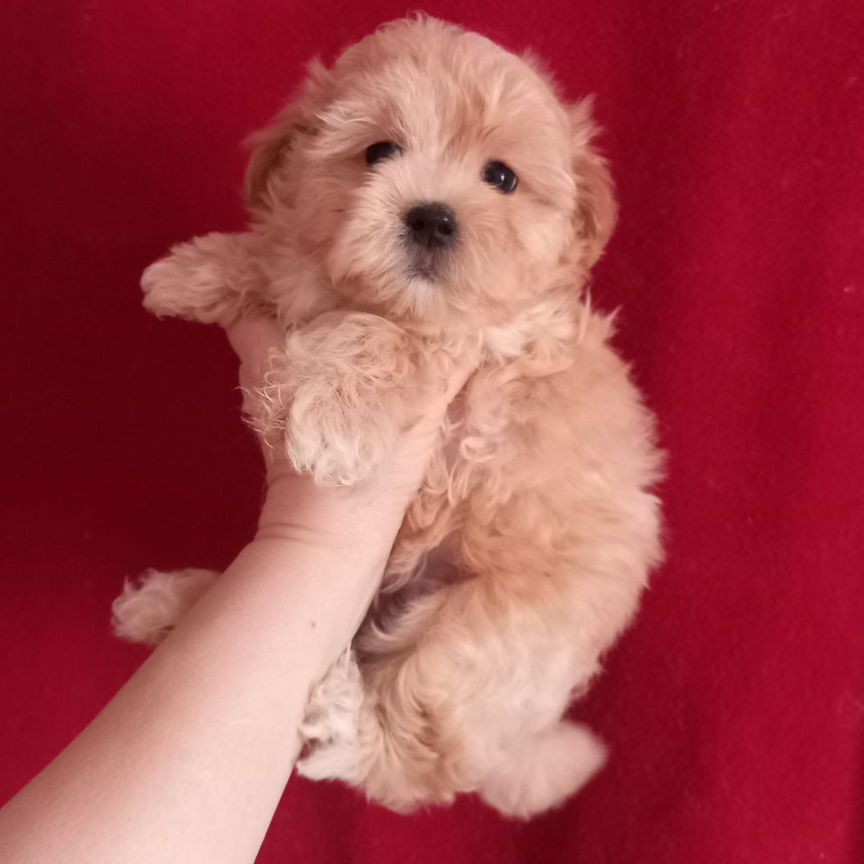 Мальтипу, щенок