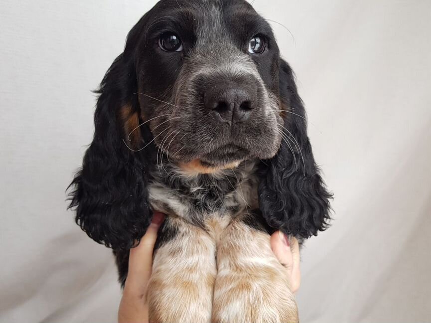 Русский охотничий спаниель щенки