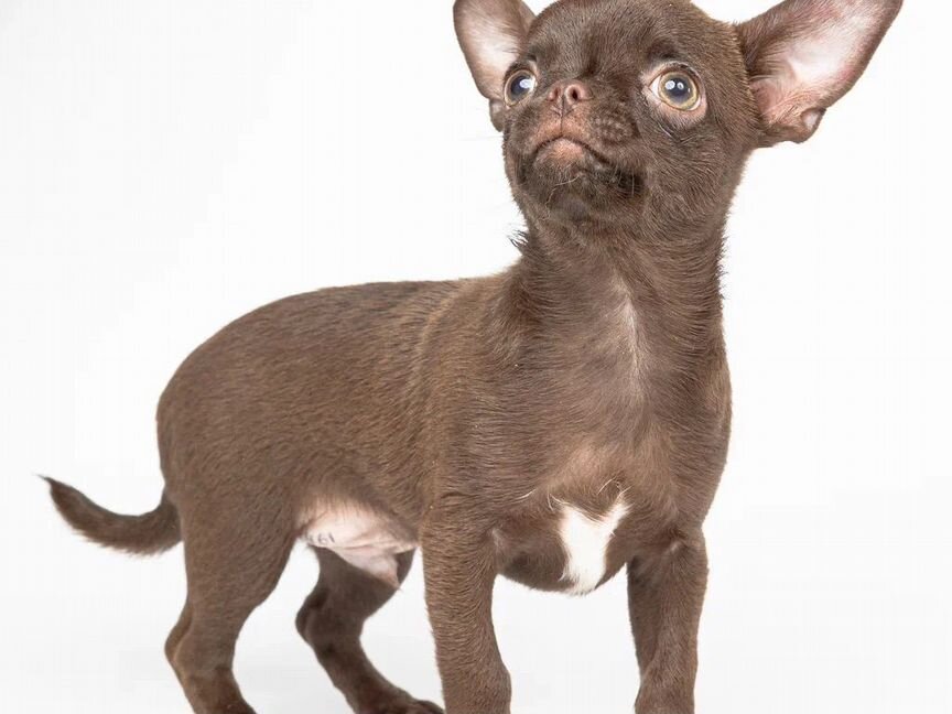 Чихуахуа шоколадный