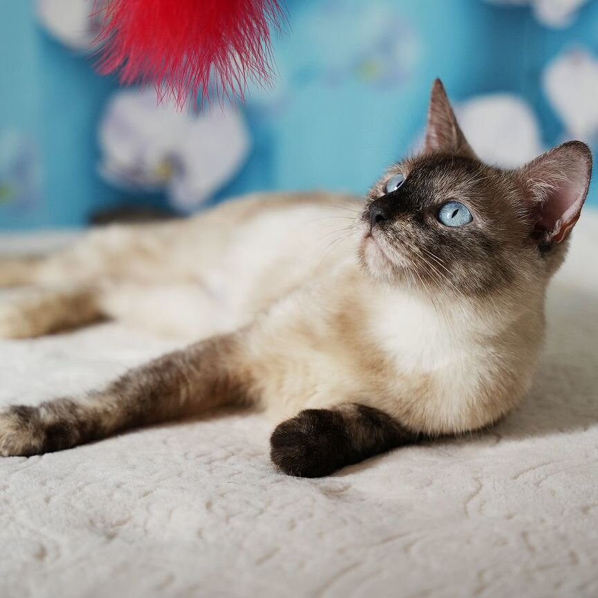 Котята породистые