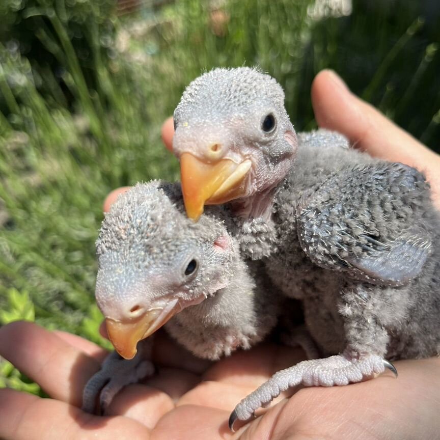 Ручной попугай китаец