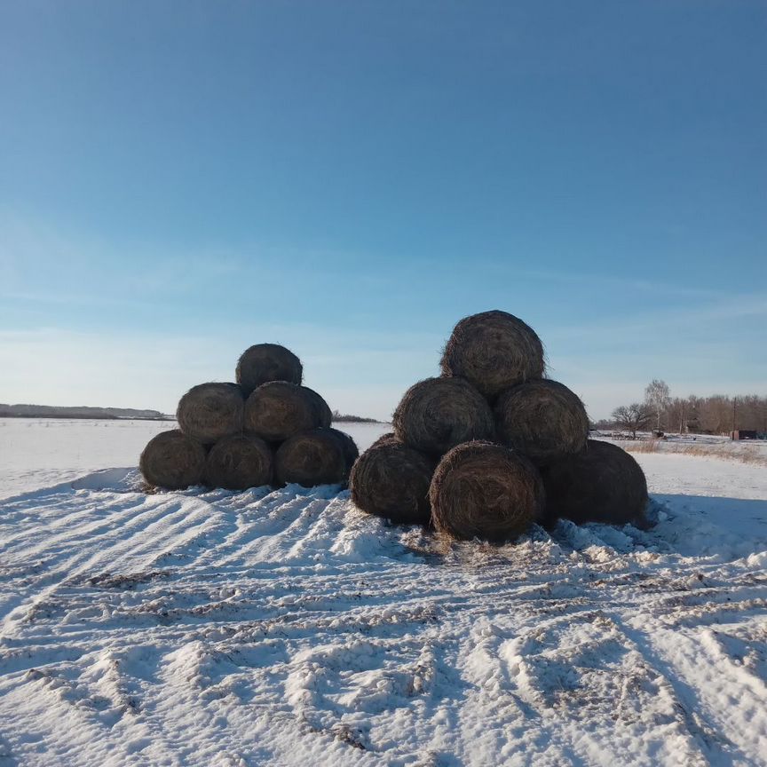 Продам сено в рулонах