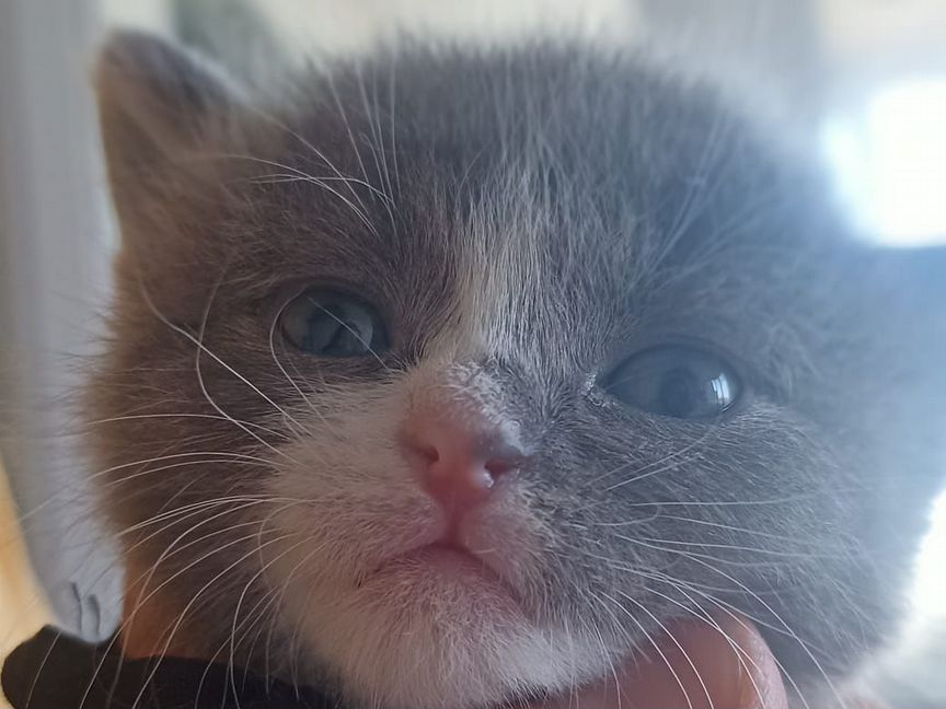 Котята