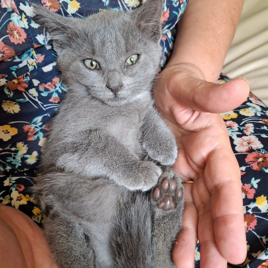 Котята
