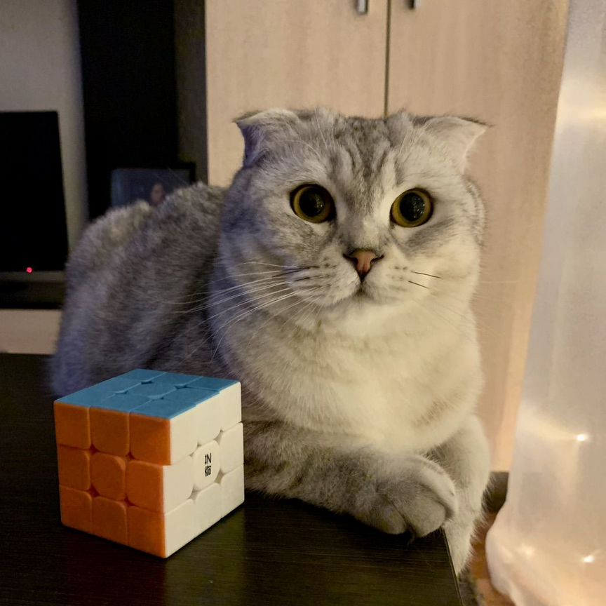 Девочка-шотландская вислоухая в добрые руки