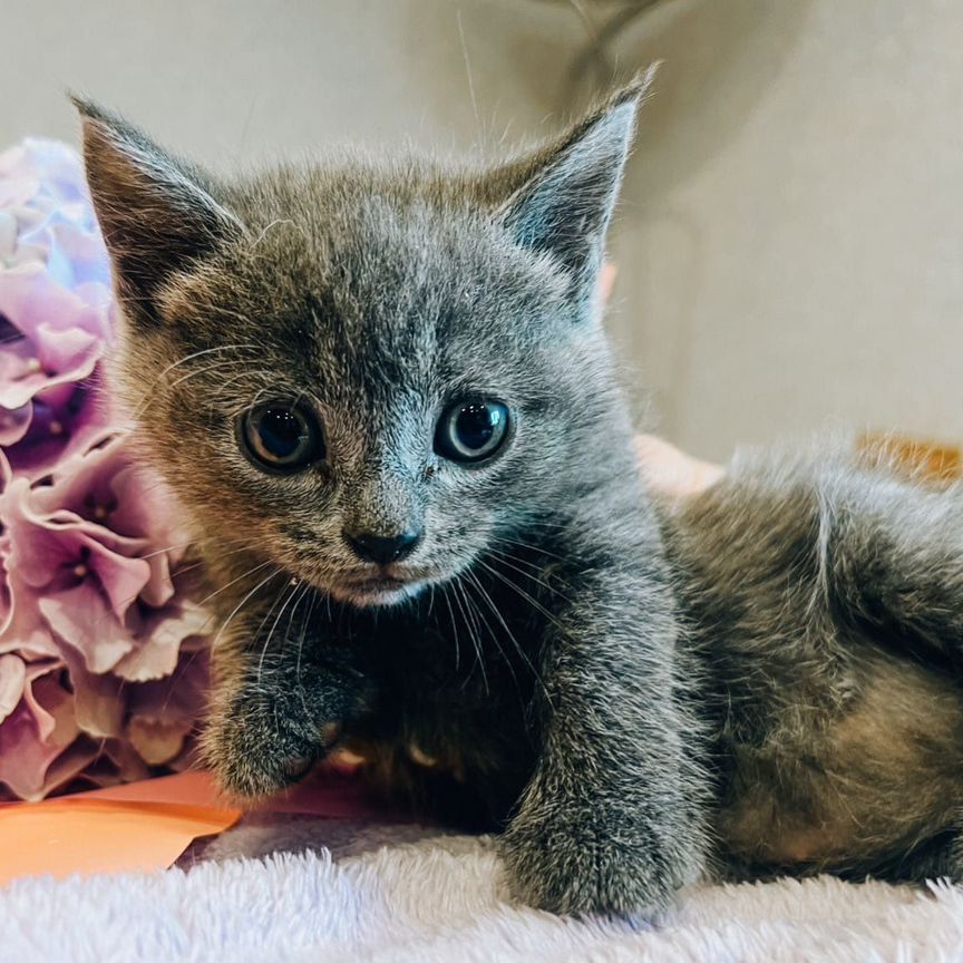 Котёнок девочка от шотландской кошки