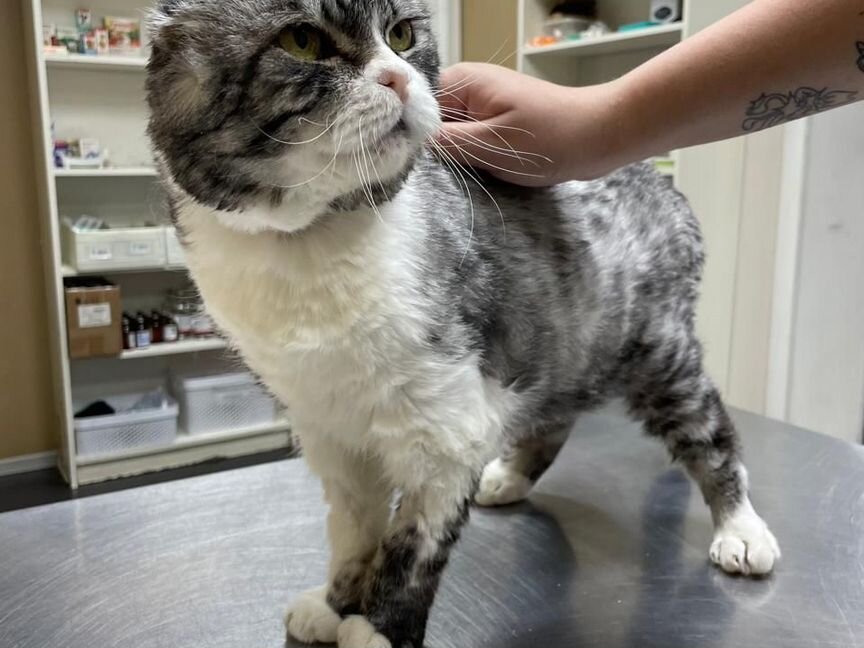 Котик Тимоша ищет любящего хозяина