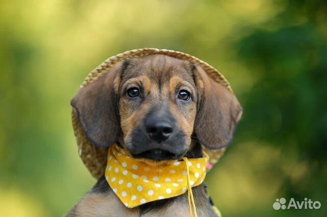 Щенок Габи в добрые руки