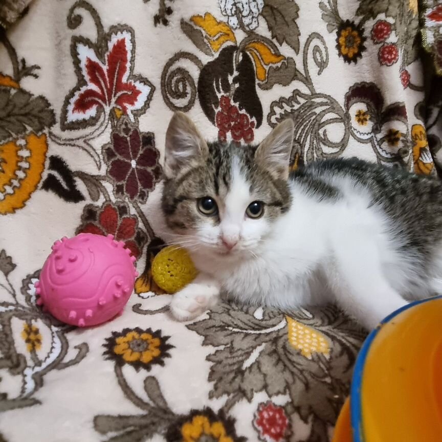 Котенок мальчик 3 мес