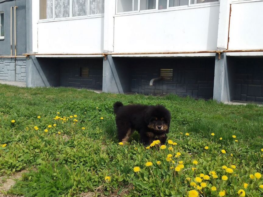 Тибетский мастиф