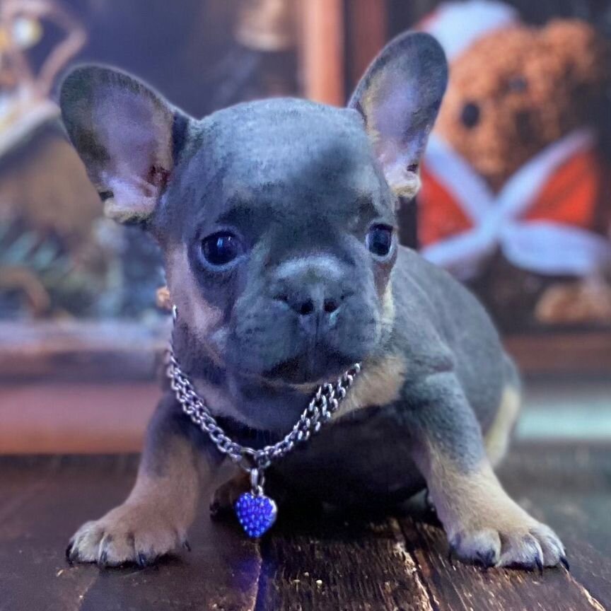 Голубой с подпалом мальчишка