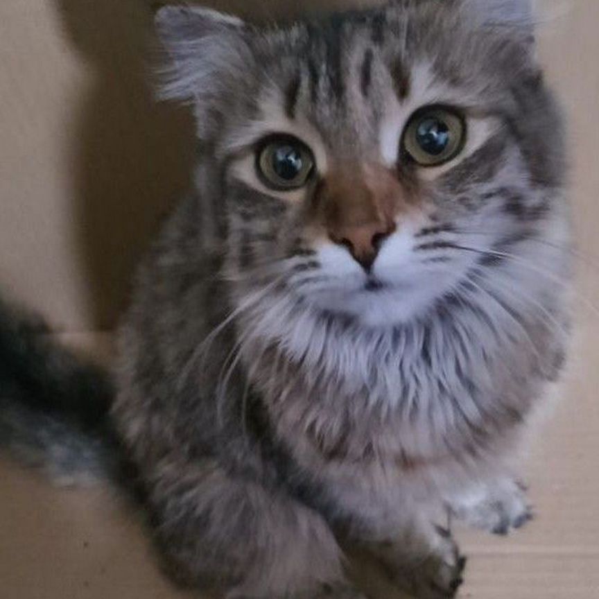 Котята
