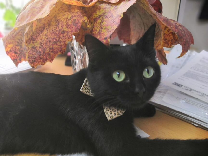 Черный котенок