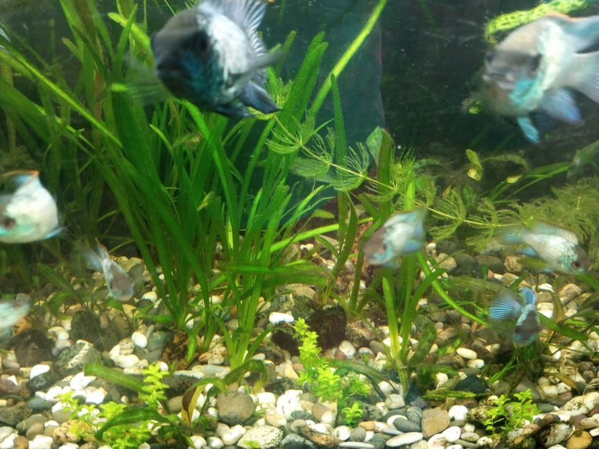 Аквариумные рыбки