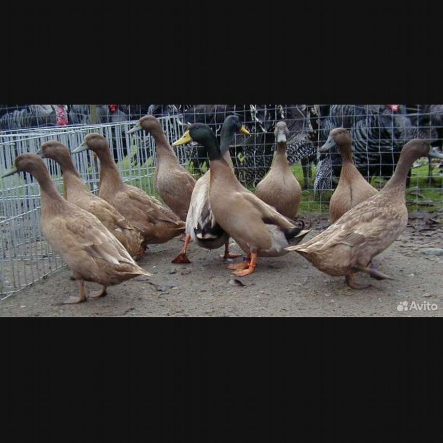 Утки Хаки Кемпбелл