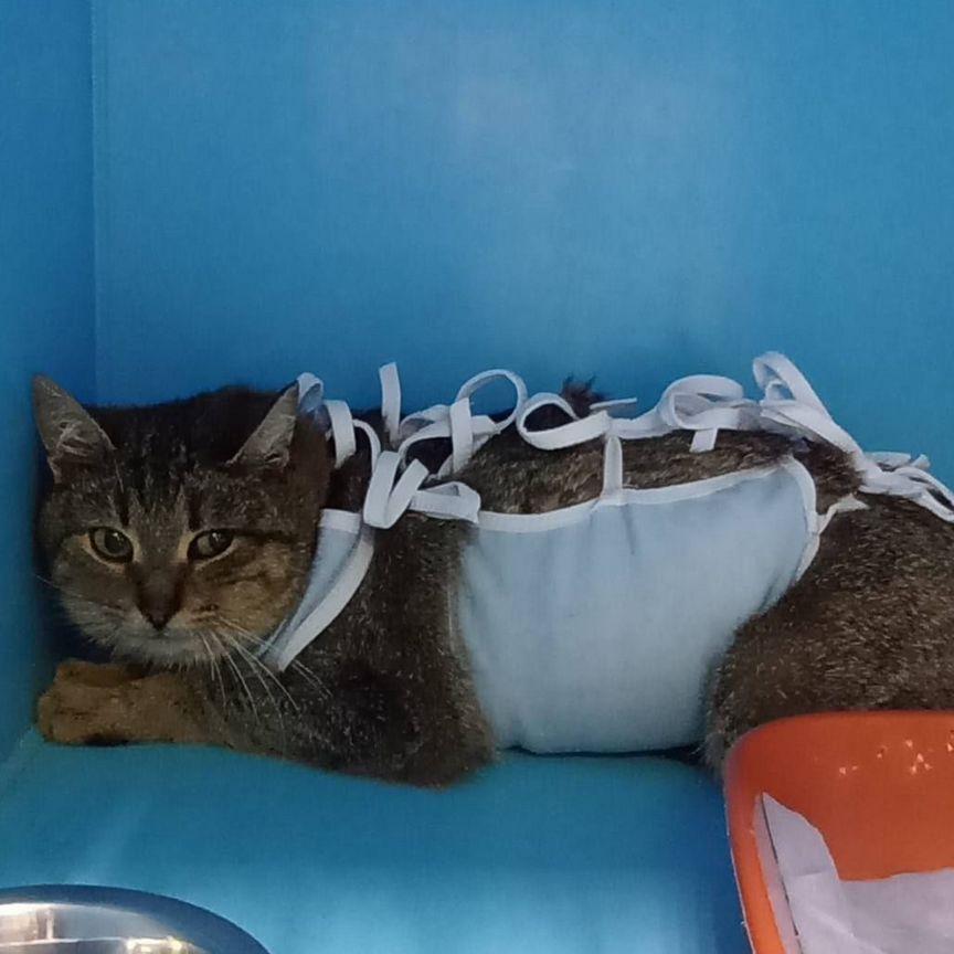 Кошечка жила под плитами