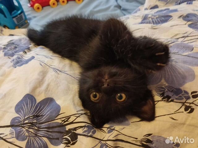 Отдам котейку