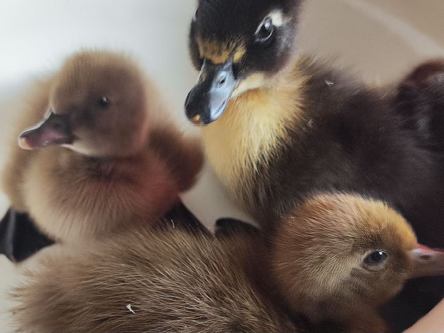 Утята суточные