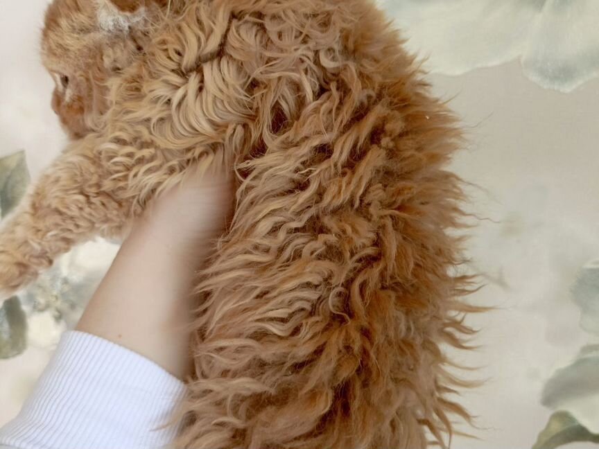 Кудрявый котёнок