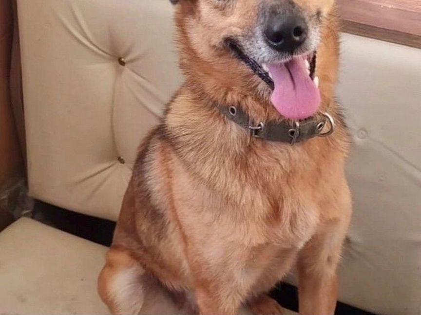 Маленькая квартирная собачка