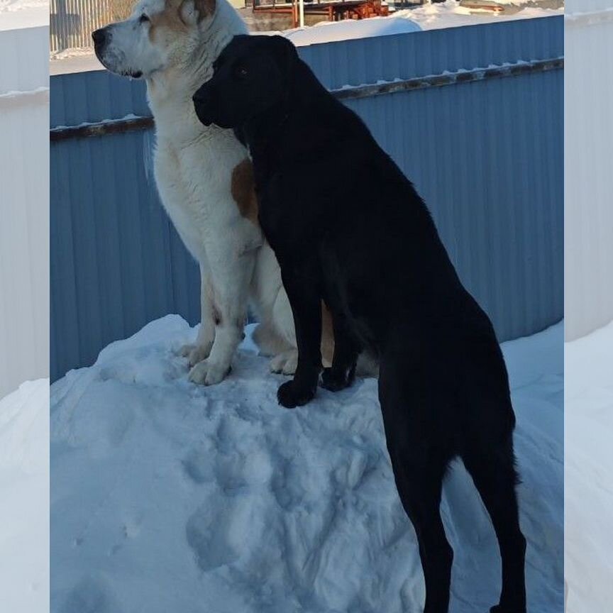 Среднеазиатская овчарка, щенок