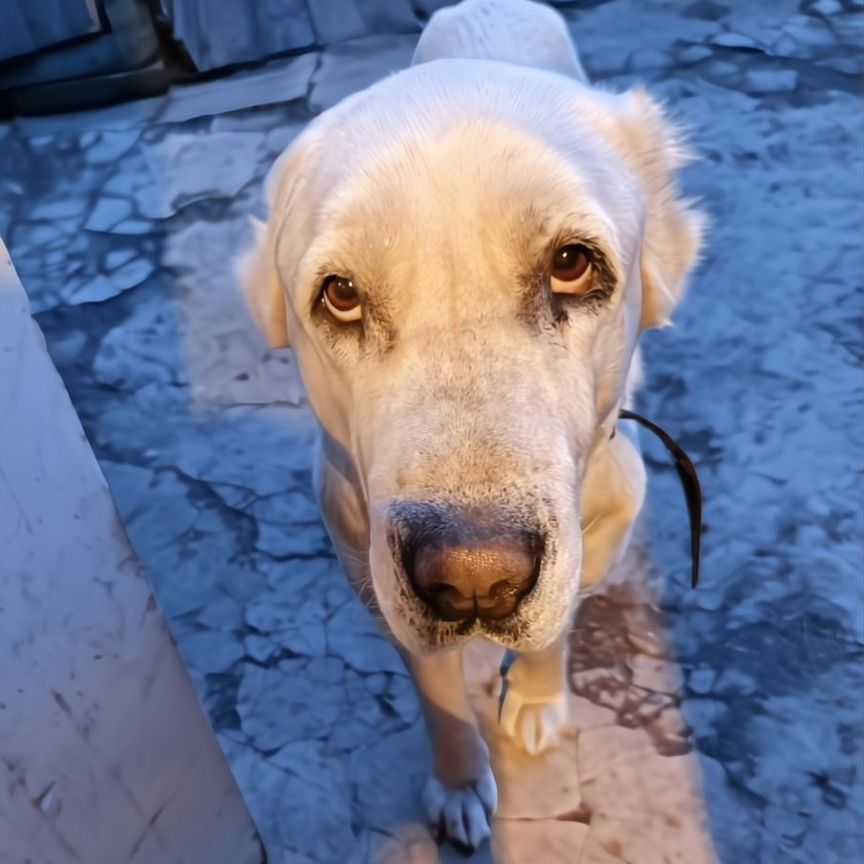 Среднеазиатская овчарка, взрослая собака