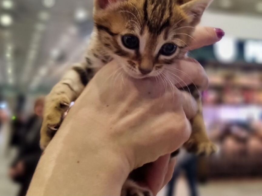 Маленький котенок ищет дом