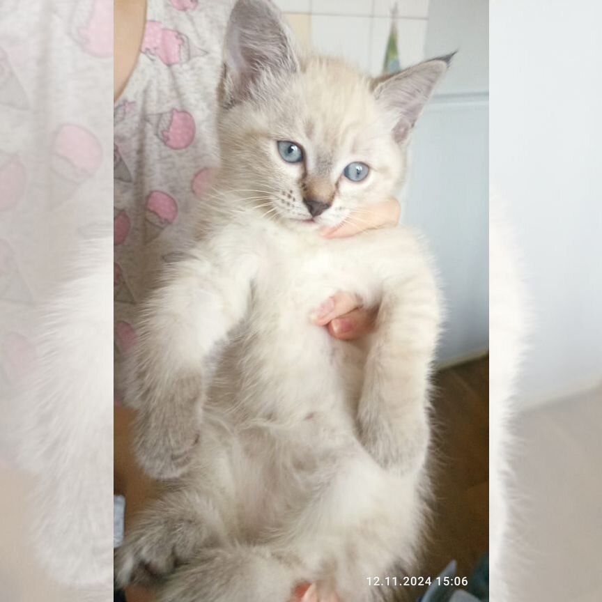 Малышка от домашней кошки