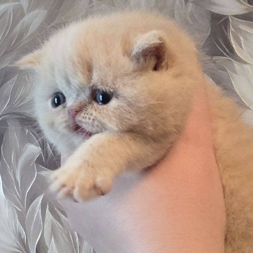 Экзотический короткошёрстный котёнок