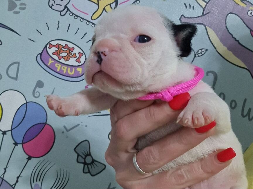 Французские пупсики