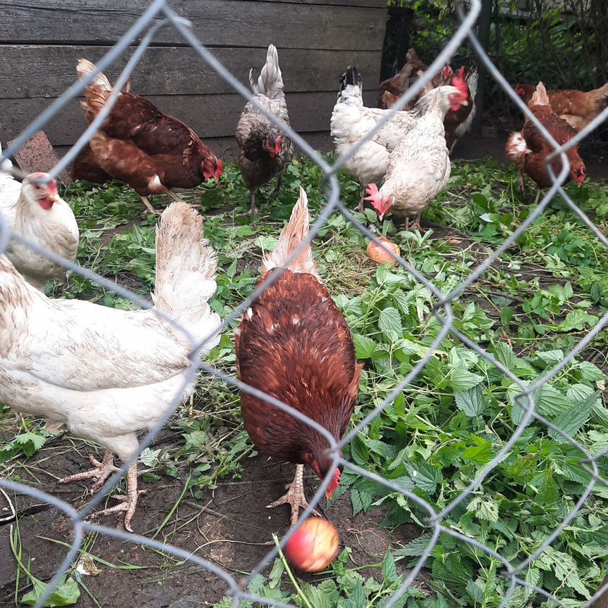 Куры несушки продам